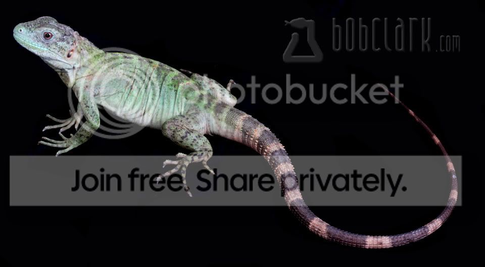 E Midlands - Ctenosaura pectinata, banana phase £200 | Reptile Forums