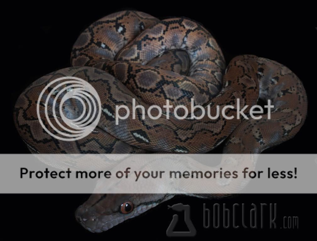 E Midlands - Bob Clark's June 11 trip | Page 2 | Reptile Forums